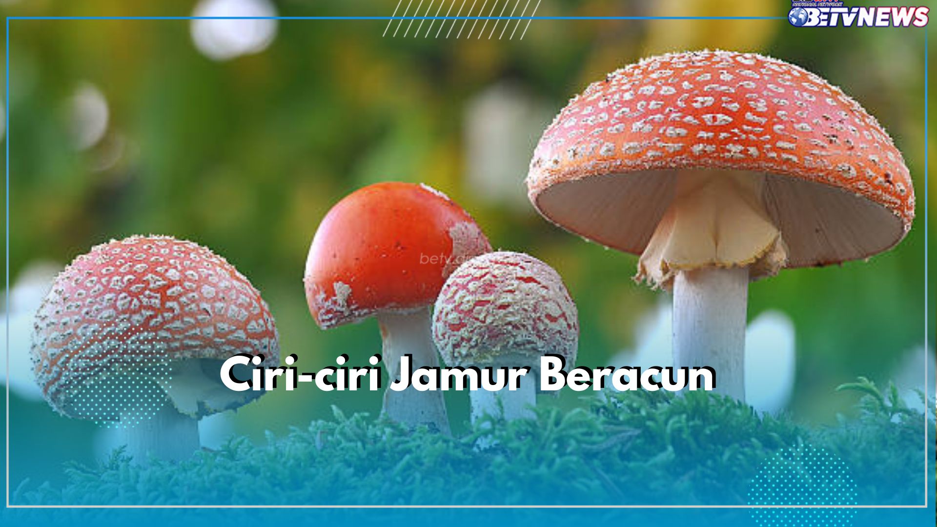 6 Ciri Ini Tunjukkan Jika Jamur Mengandung Racun, Salah Satunya Beraroma Kuat