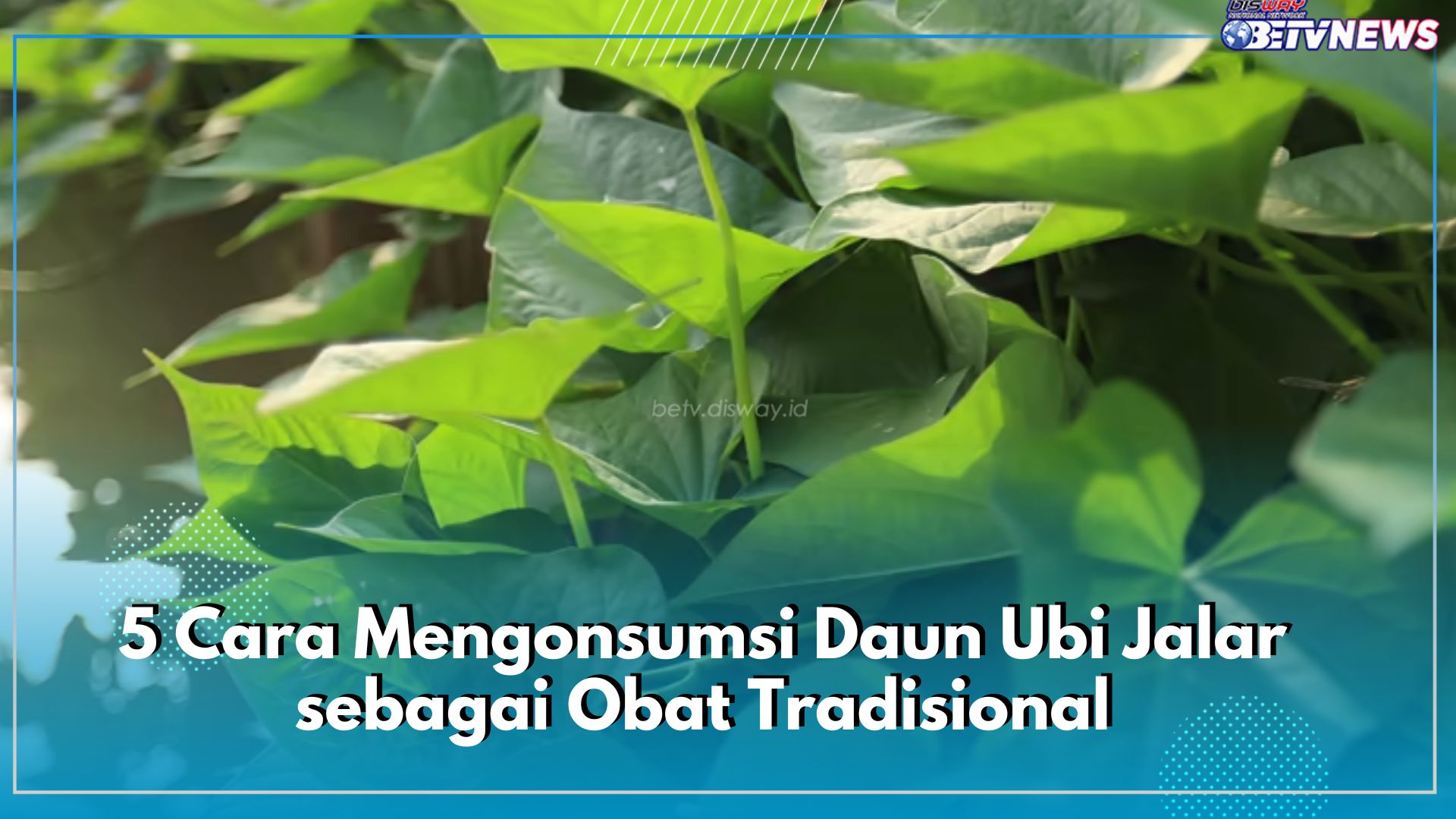 5 Cara Mengonsumsi Daun Ubi Jalar sebagai Obat Tradisional, Sajikan ...