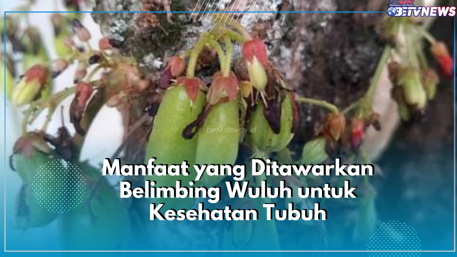 Ketahui Sederet Manfaat Dibalik Rasa Asam Belimbing Wuluh untuk ...